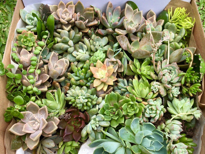 Succulent Box - Classic – Cavalier Gardens