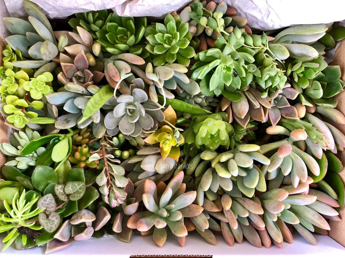 Succulent Box - Classic – Cavalier Gardens